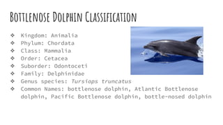 Dolphin Communication | PPT