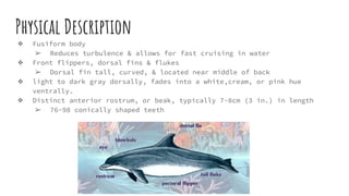 Dolphin Communication | PDF