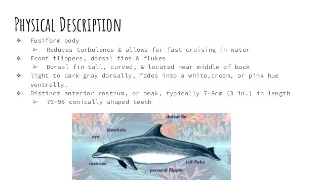 Dolphin Communication