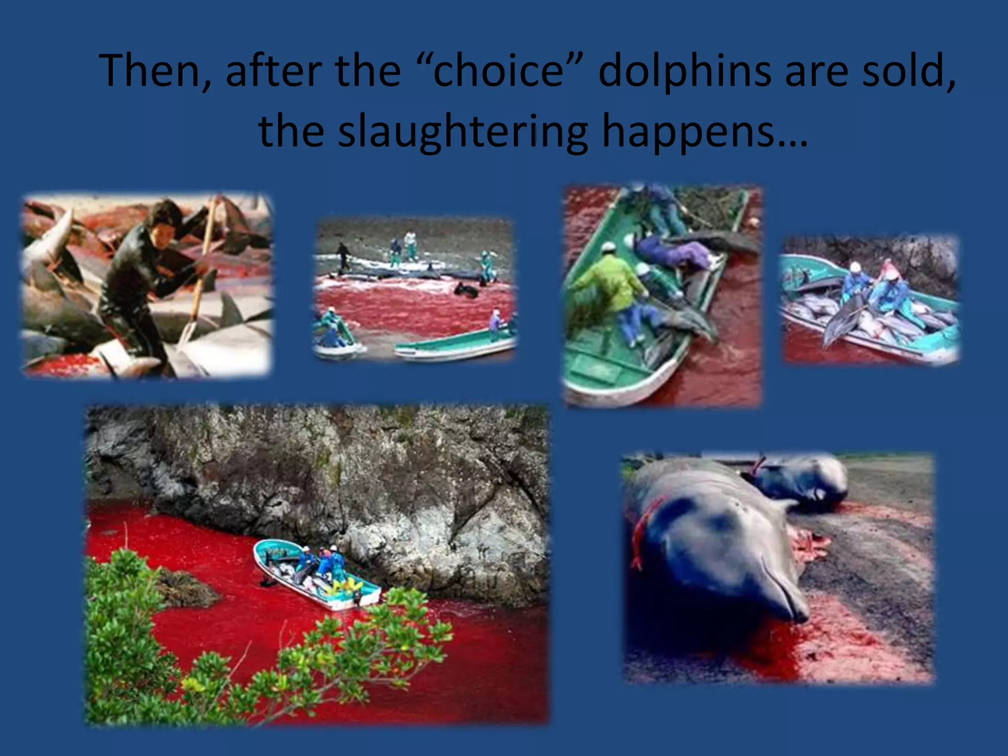 Taiji Dolphin Drives | PPT