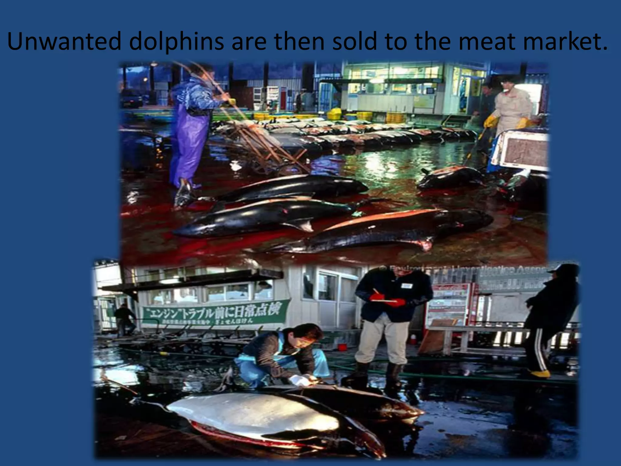 Taiji Dolphin Drives | PPT