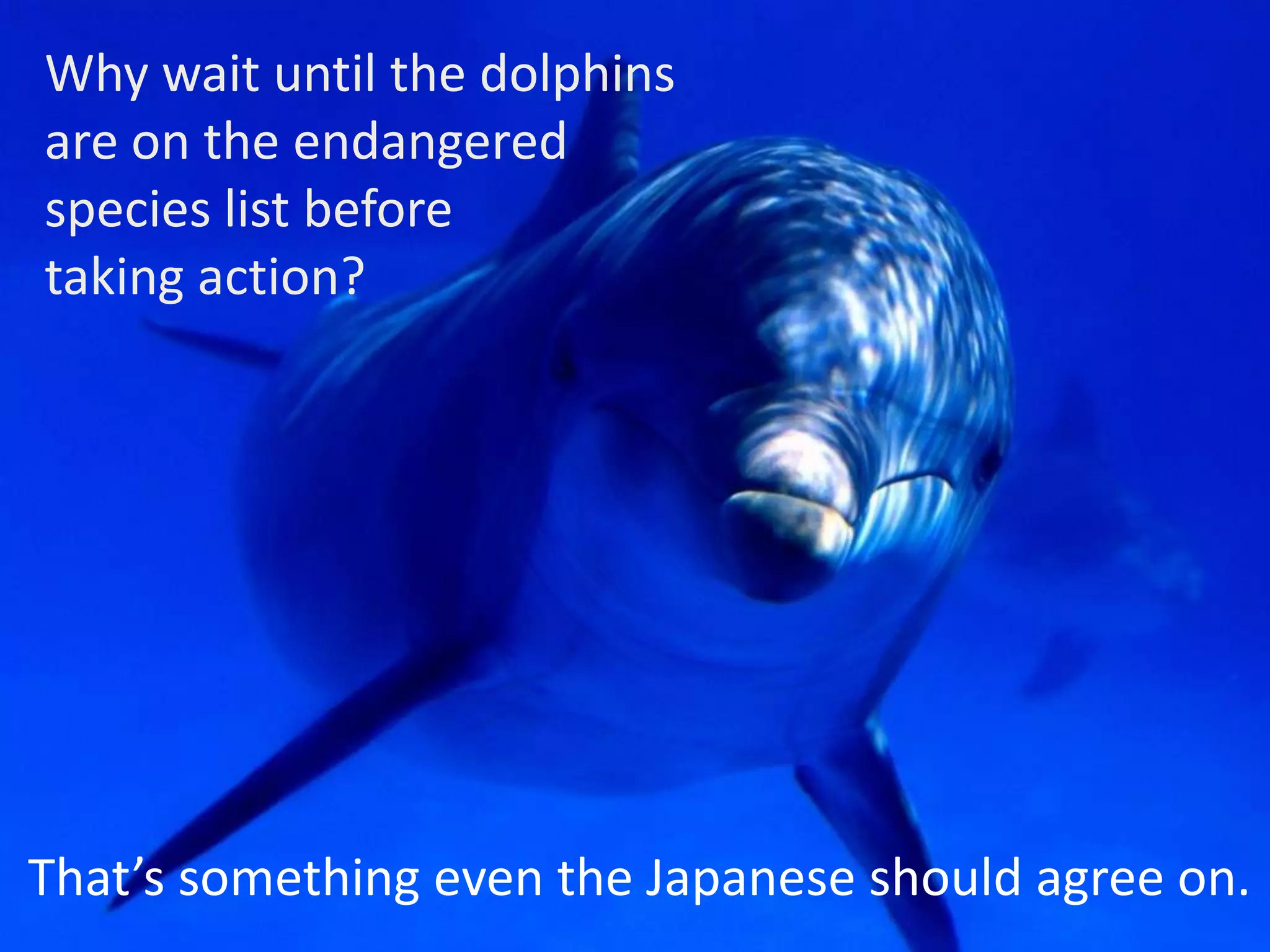 Taiji Dolphin Drives | PPT