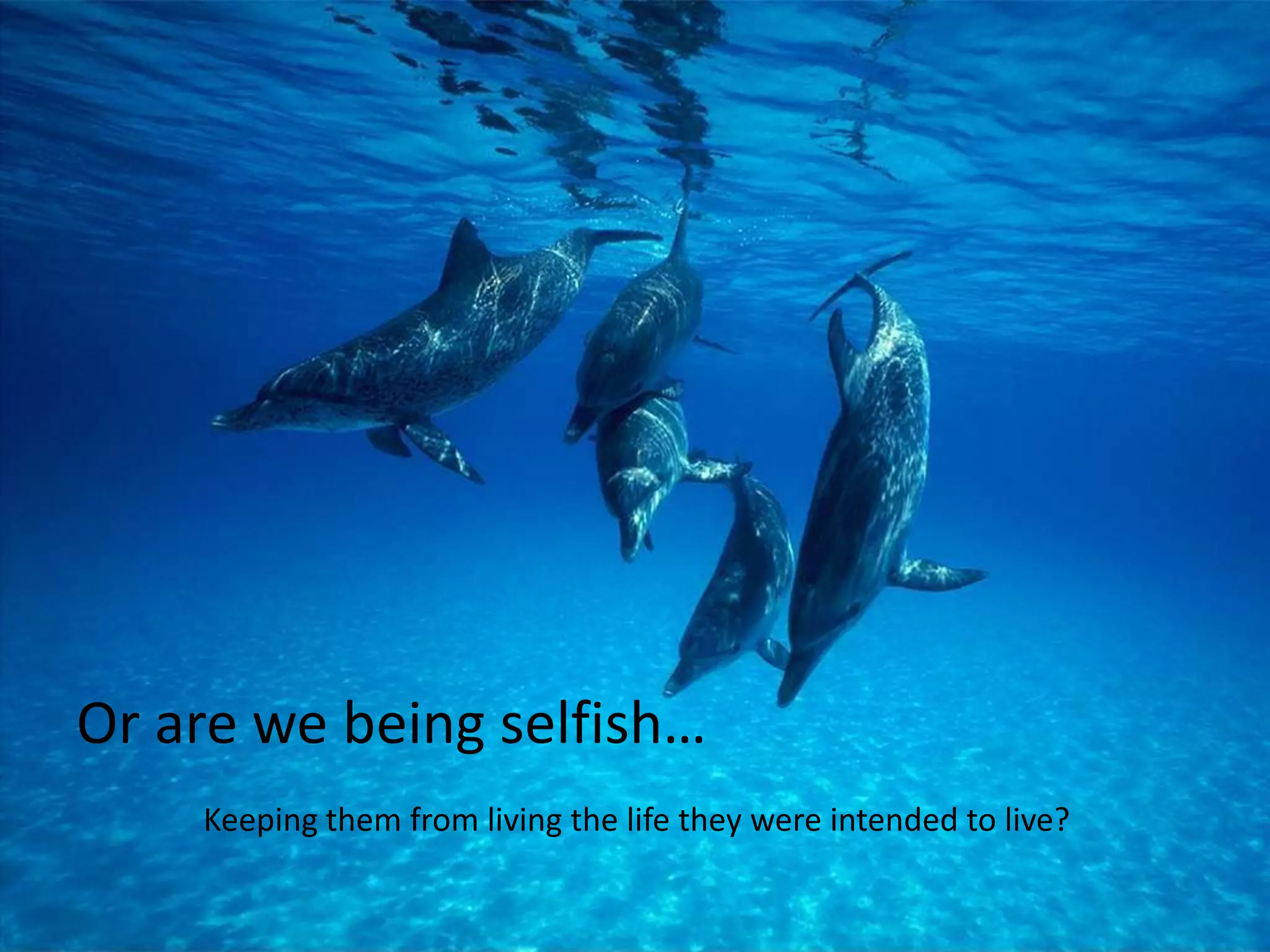 Taiji Dolphin Drives | PPT