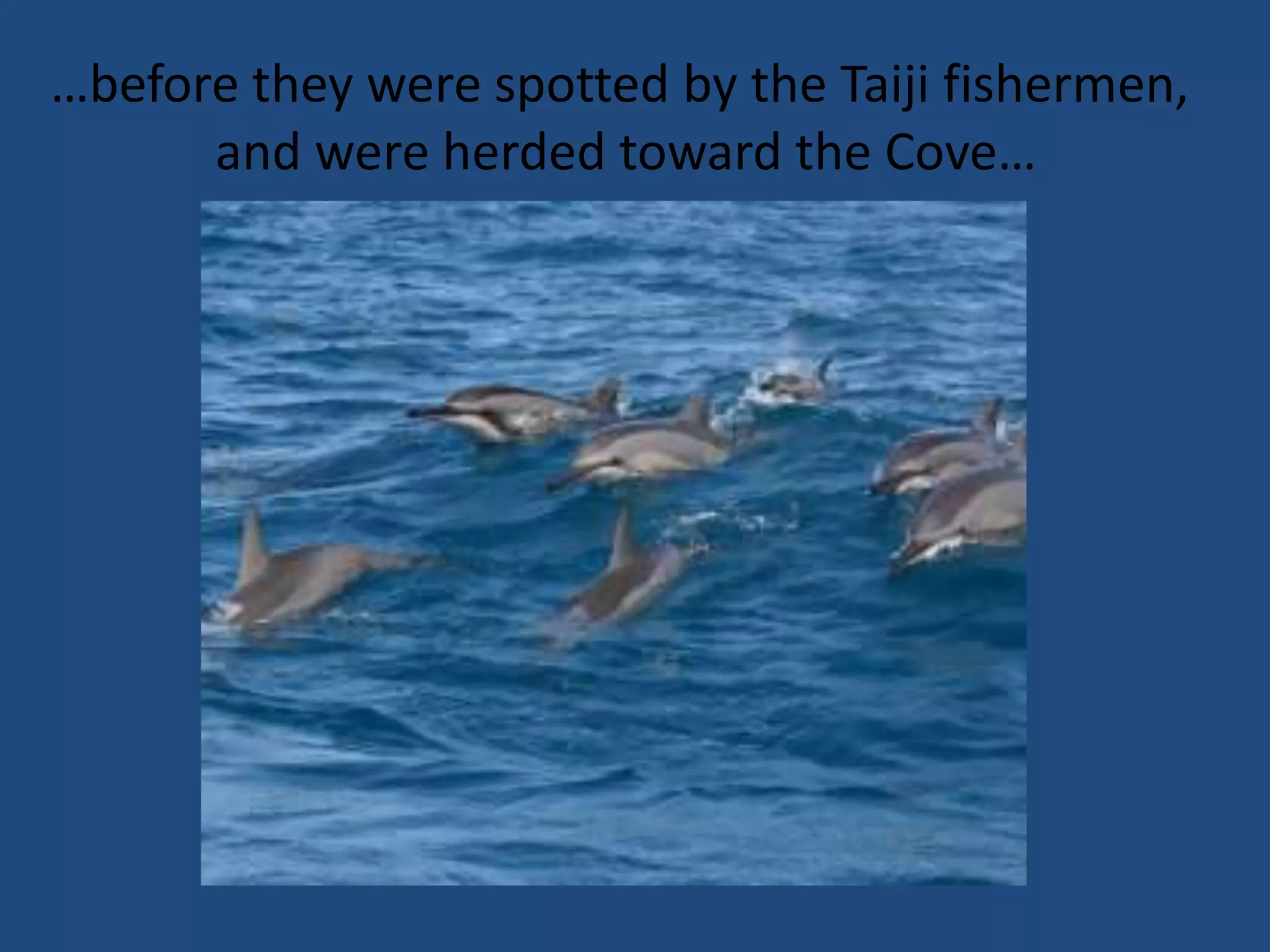 Taiji Dolphin Drives | PPT