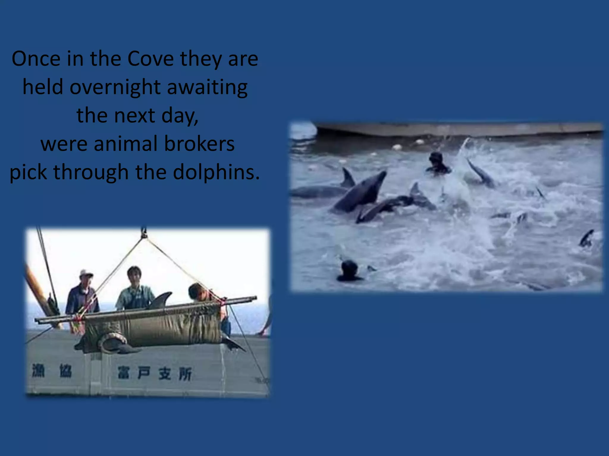 Taiji Dolphin Drives | PPT