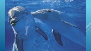 Dolphin Drive hunting method and spec in japan | PPTX