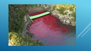 Dolphin Drive hunting method and spec in japan | PPTX