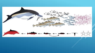 Dolphin Drive hunting method and spec in japan | PPTX