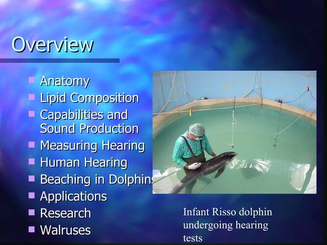 Dolphin Hearing Capabilities And Loss | PPT
