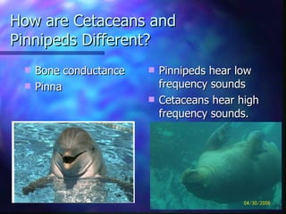 Dolphin Hearing Capabilities And Loss | PPT