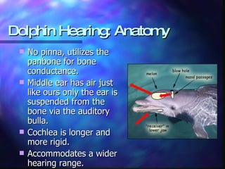 Dolphin Hearing Capabilities And Loss | PPT
