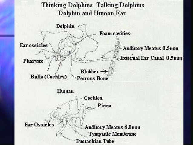 Dolphin Hearing Capabilities And Loss | PPT