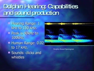 Dolphin Hearing Capabilities And Loss | PPT