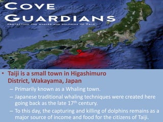 Dolphin hunting operations in taiji, wakayama, | PPTX