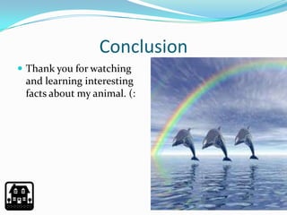 Dolphin olivia | PPTX