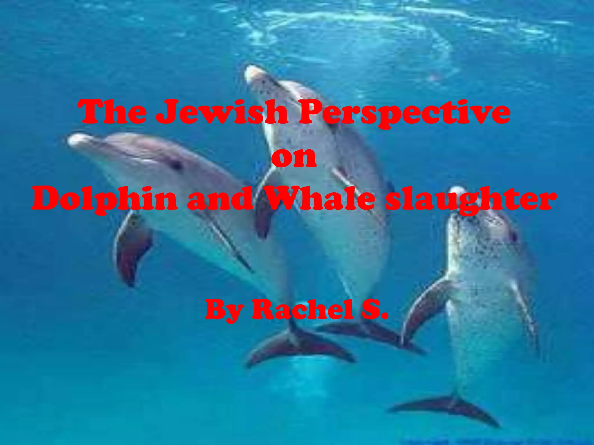 The Jewish Perspective on Dolphin & Whale Slaughter | PPTX