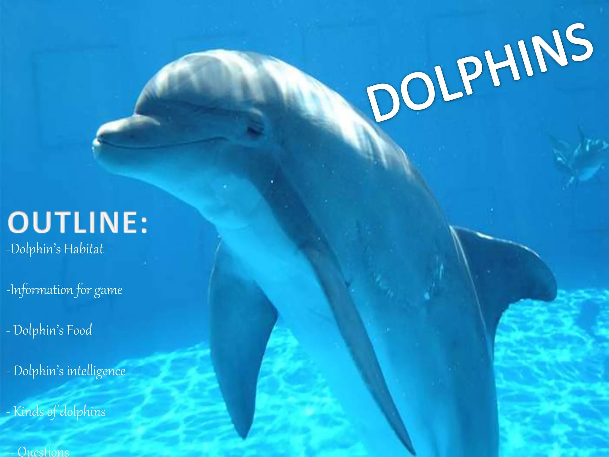 Dolphin presentation | PPTX