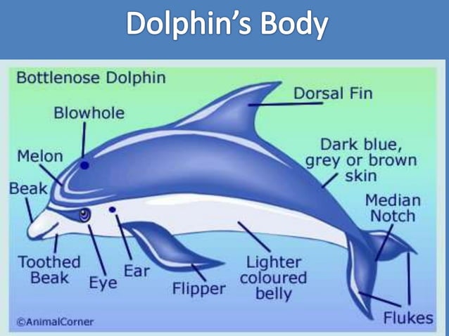 Dolphin presentation