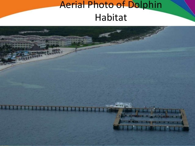 Presentation of Proposed Dolphin Project | PPT