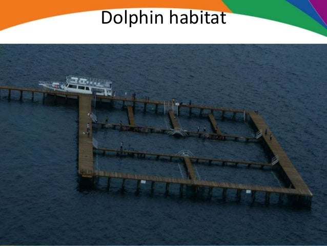 Presentation of Proposed Dolphin Project | PPT