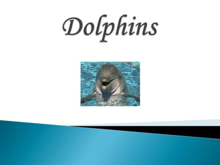 Dolphins | PPTX