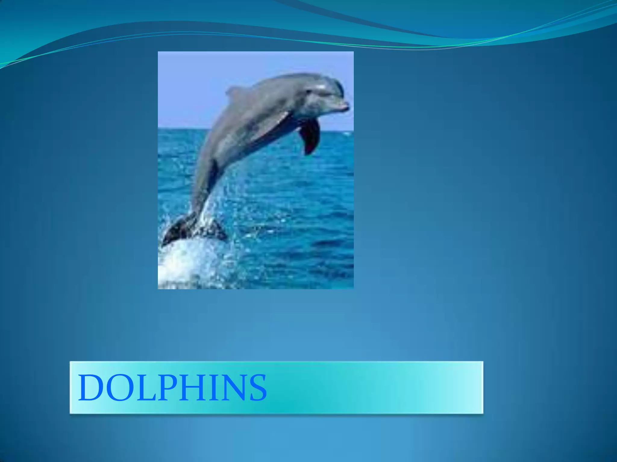 Dolphins | PPTX