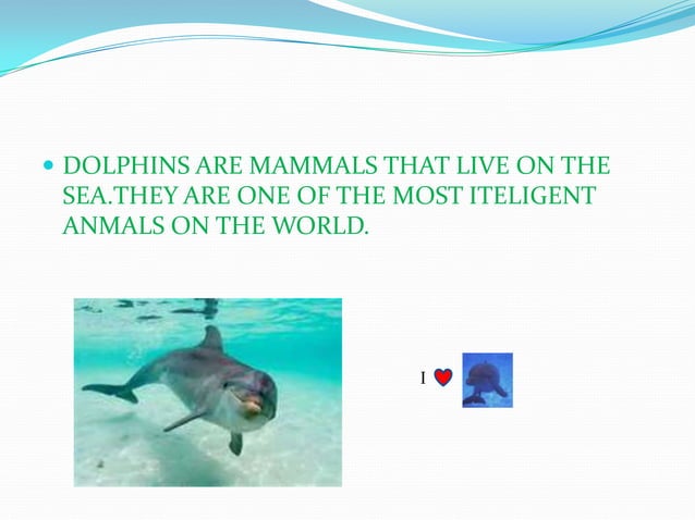 Dolphins | PPT