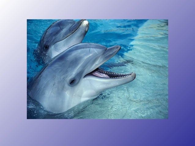 dolphins | PPT