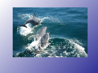 dolphins | PPT