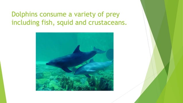 Dolphins | PPT