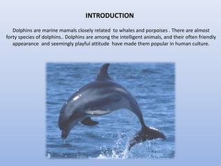 Dolphins | PPTX