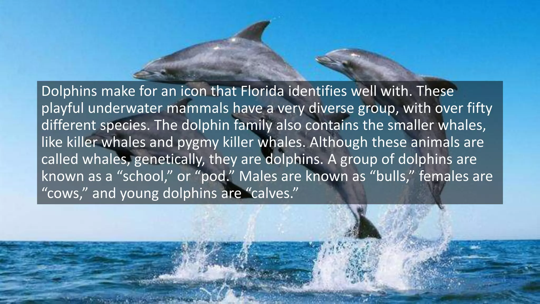 Dolphins | PPT