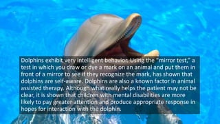 Dolphins | PPT