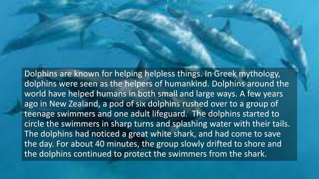 Dolphins | PPT