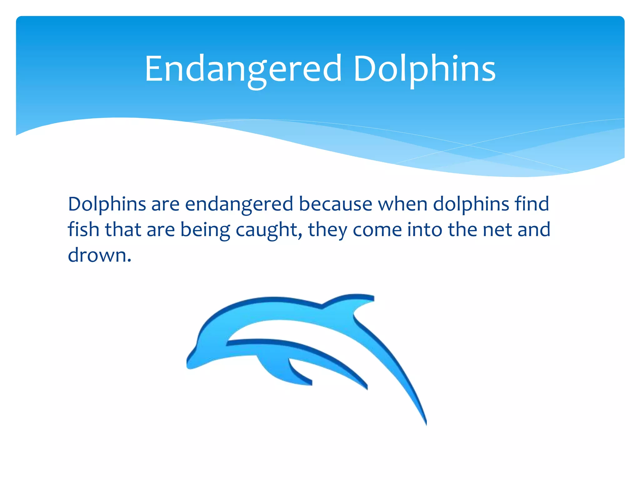 Dolphin Acrobats | PPT