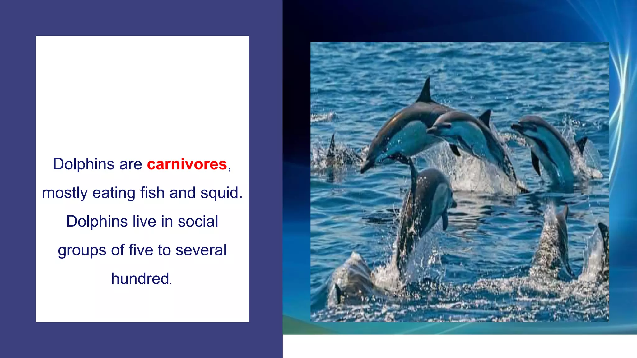 Facts about Dolphins-For Children | PPTX