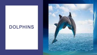 Facts about Dolphins-For Children | PPTX