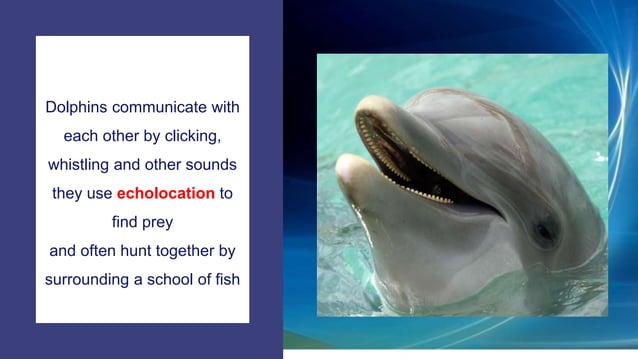 Facts about Dolphins-For Children | PPTX