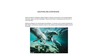 DOLPHINS.pptx