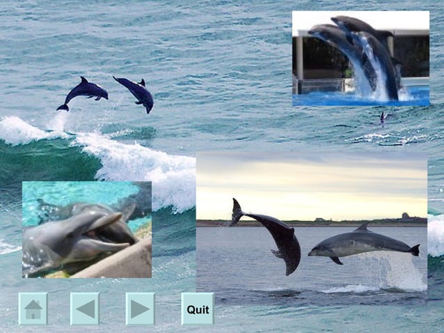 Dolphins | PPT