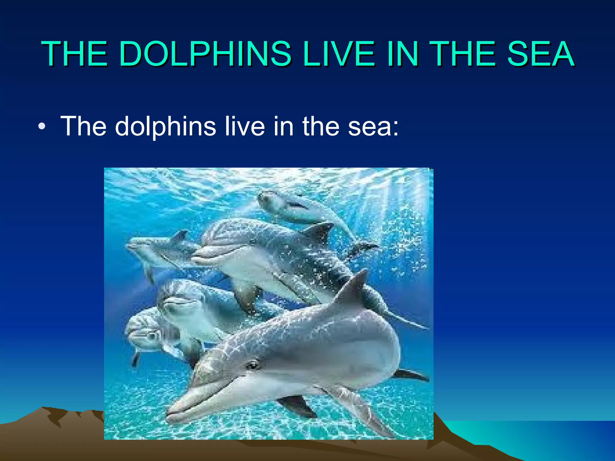 Dolphins.ppt ariadna ,cristina i alex | PPT | Zoos & Aquariums ...