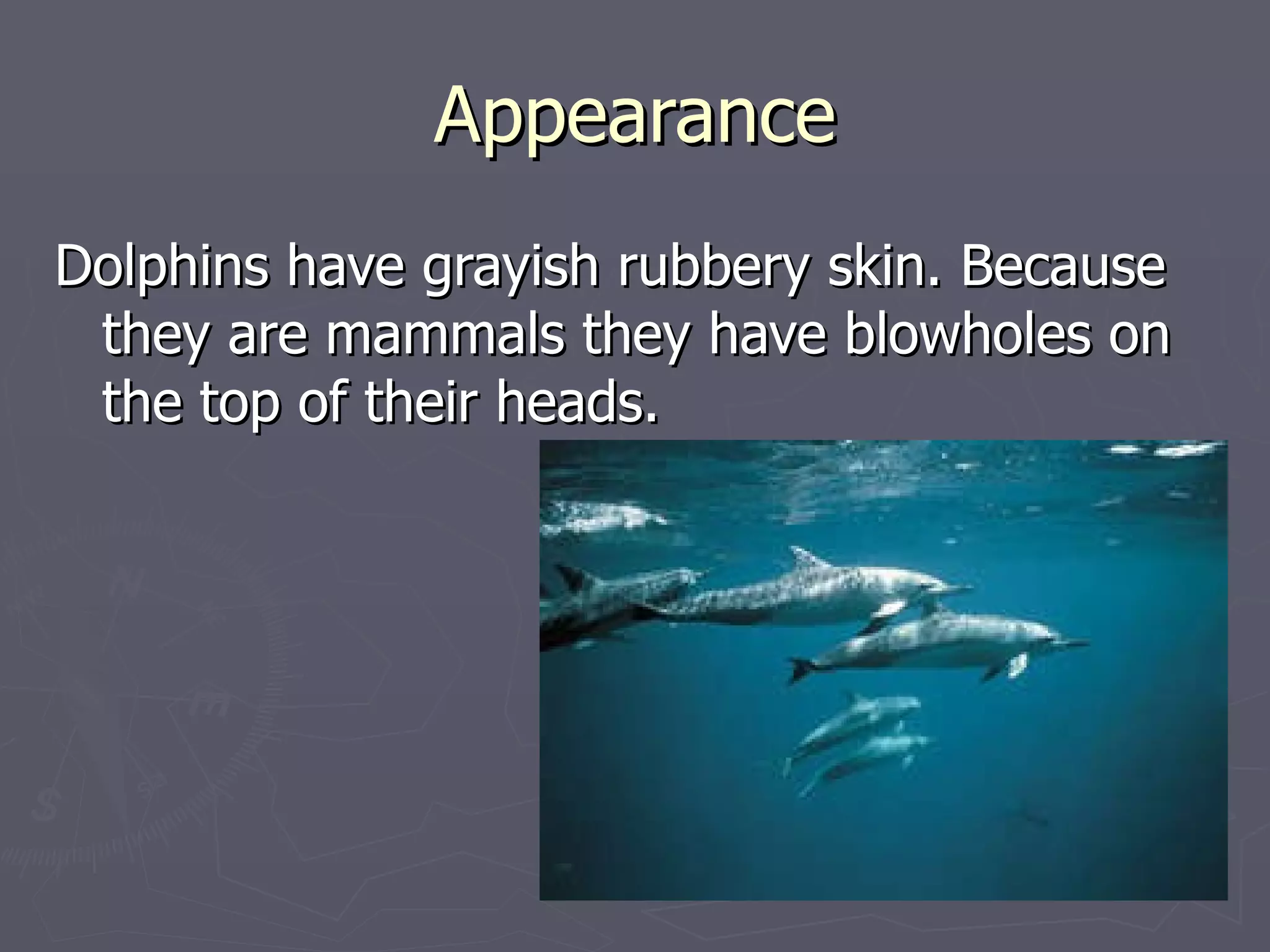 Dolphins Research | PPT