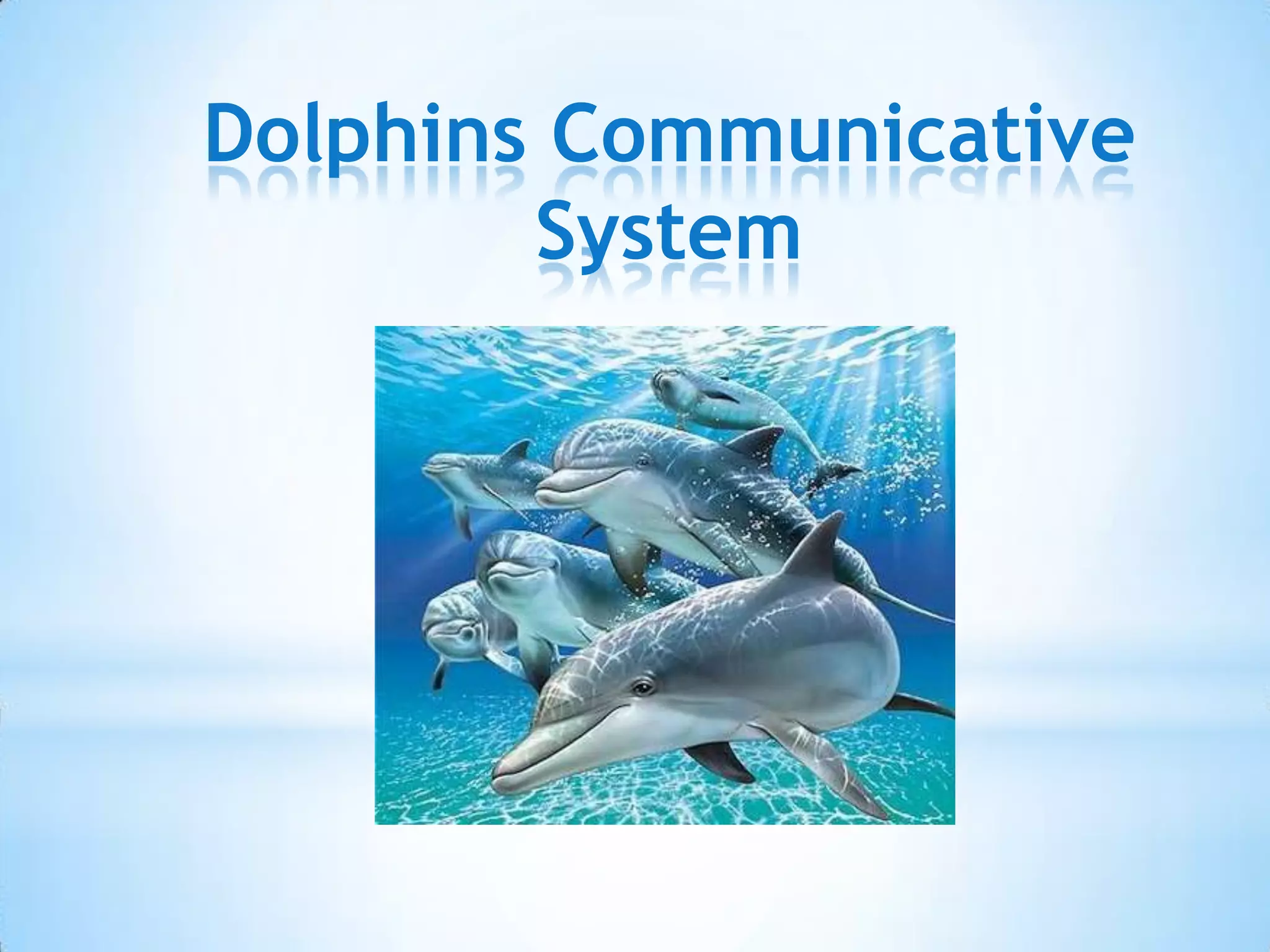 Dolphins Communicative System | PPT