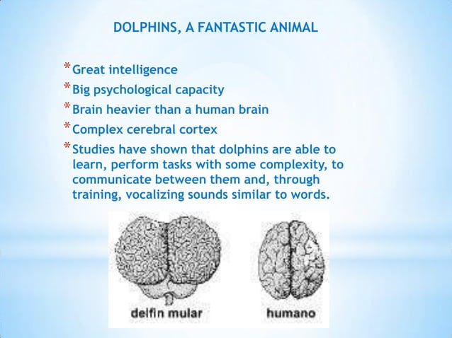 Dolphins Communicative System | PPTX