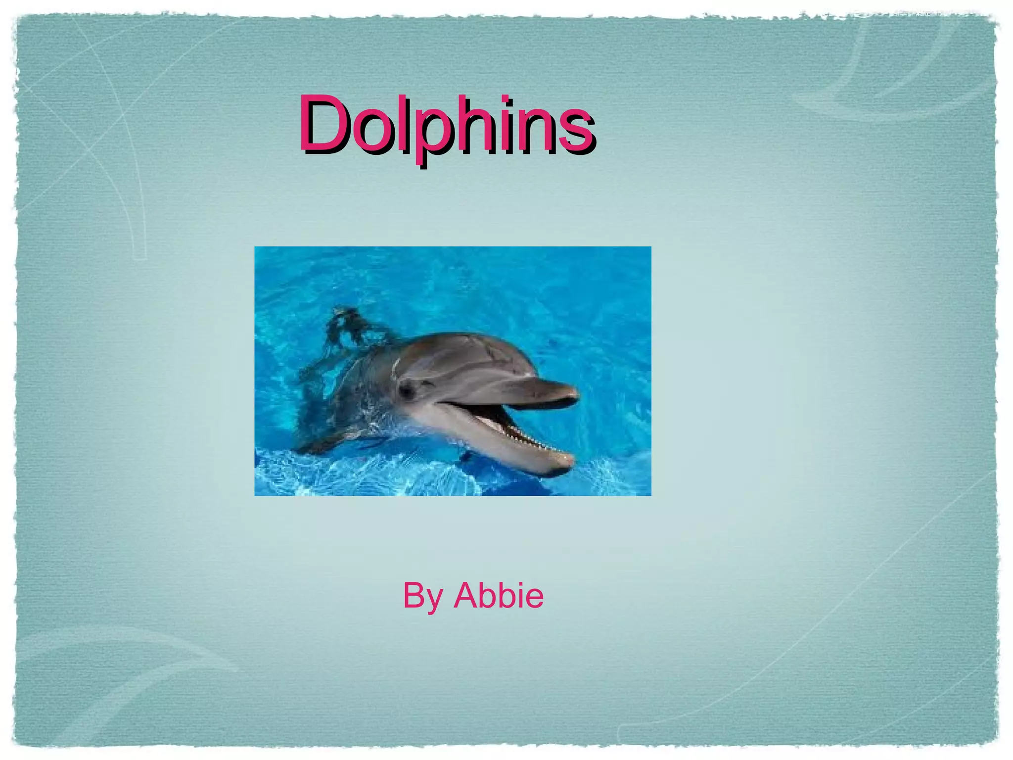 Dolphins | PPT