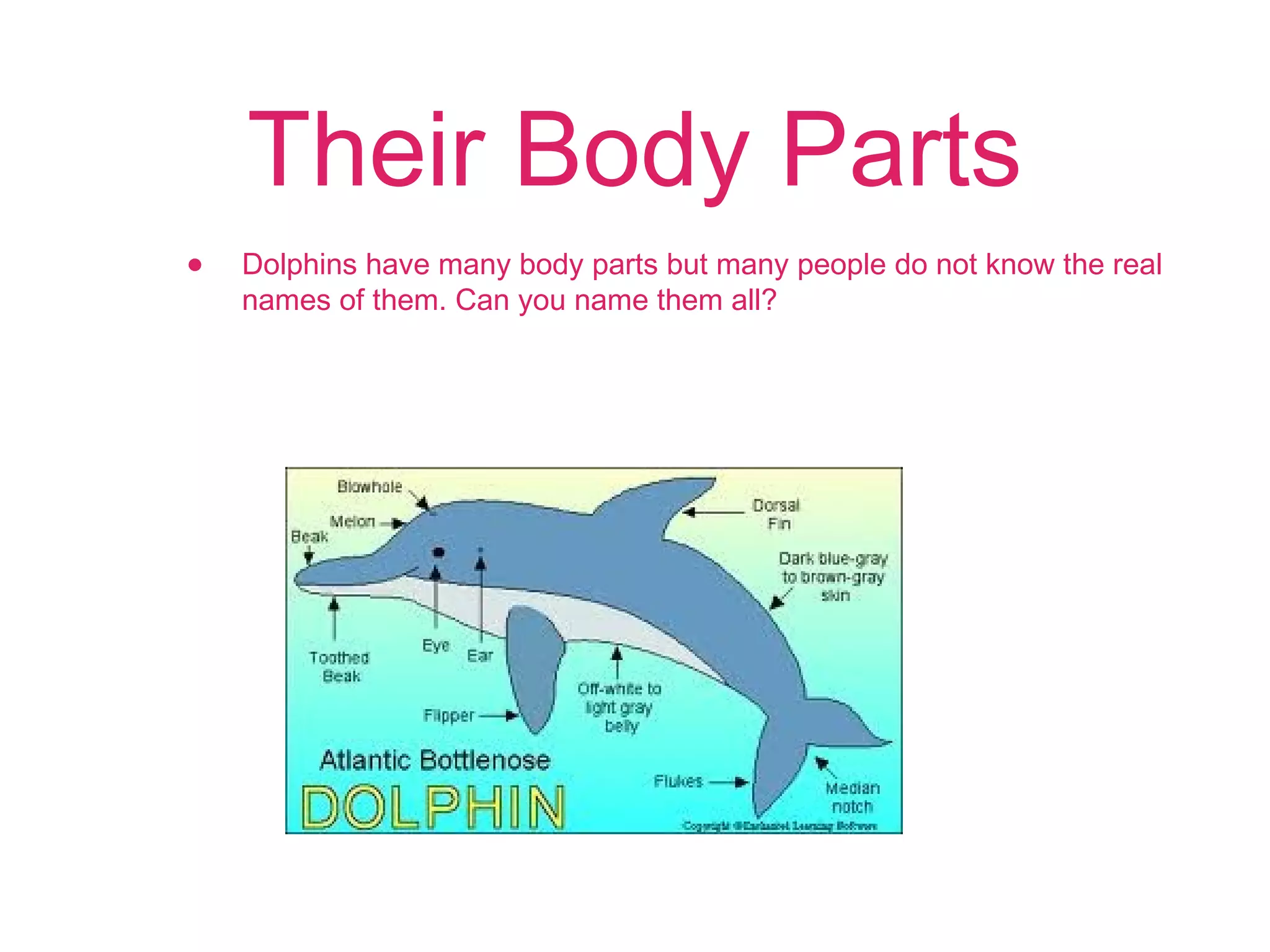 Dolphins | PPT