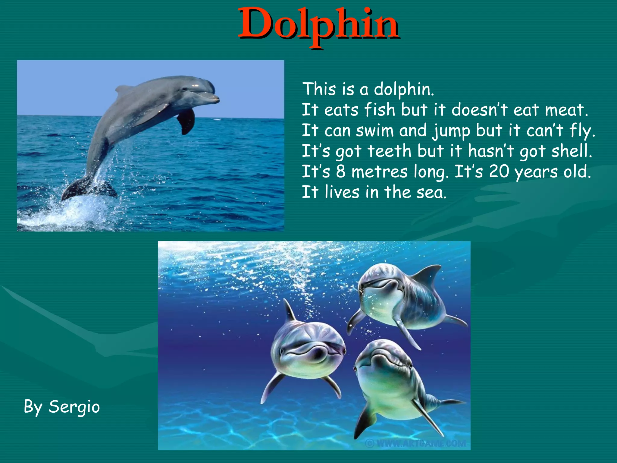 Dolphin by Sergio | PPT