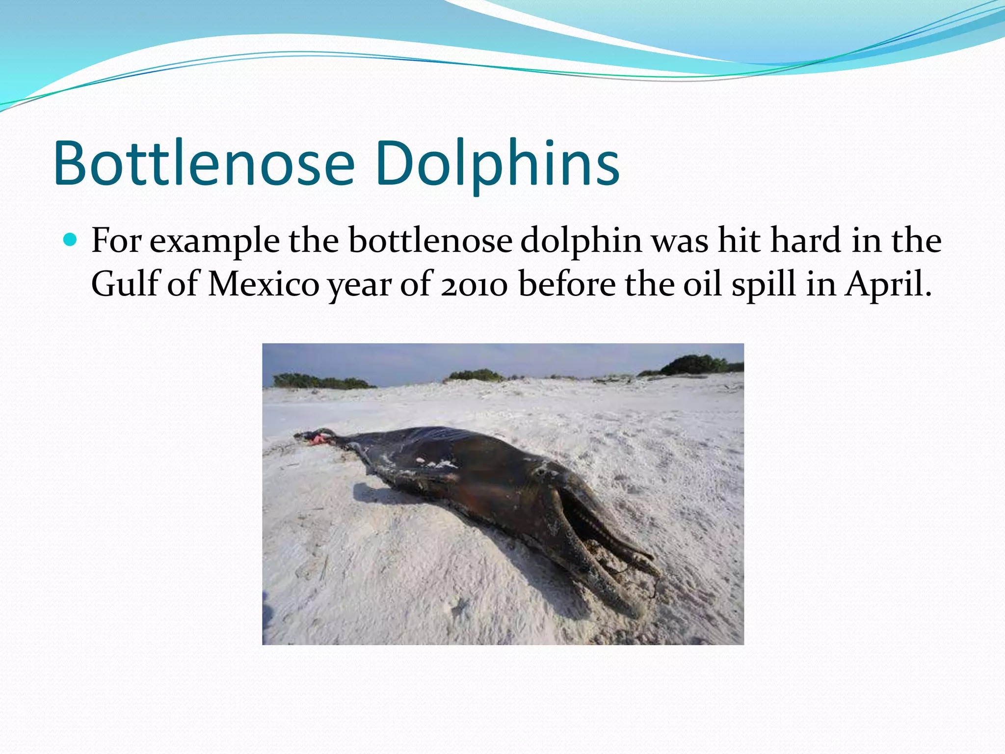 Dolphins going extinct | PPT