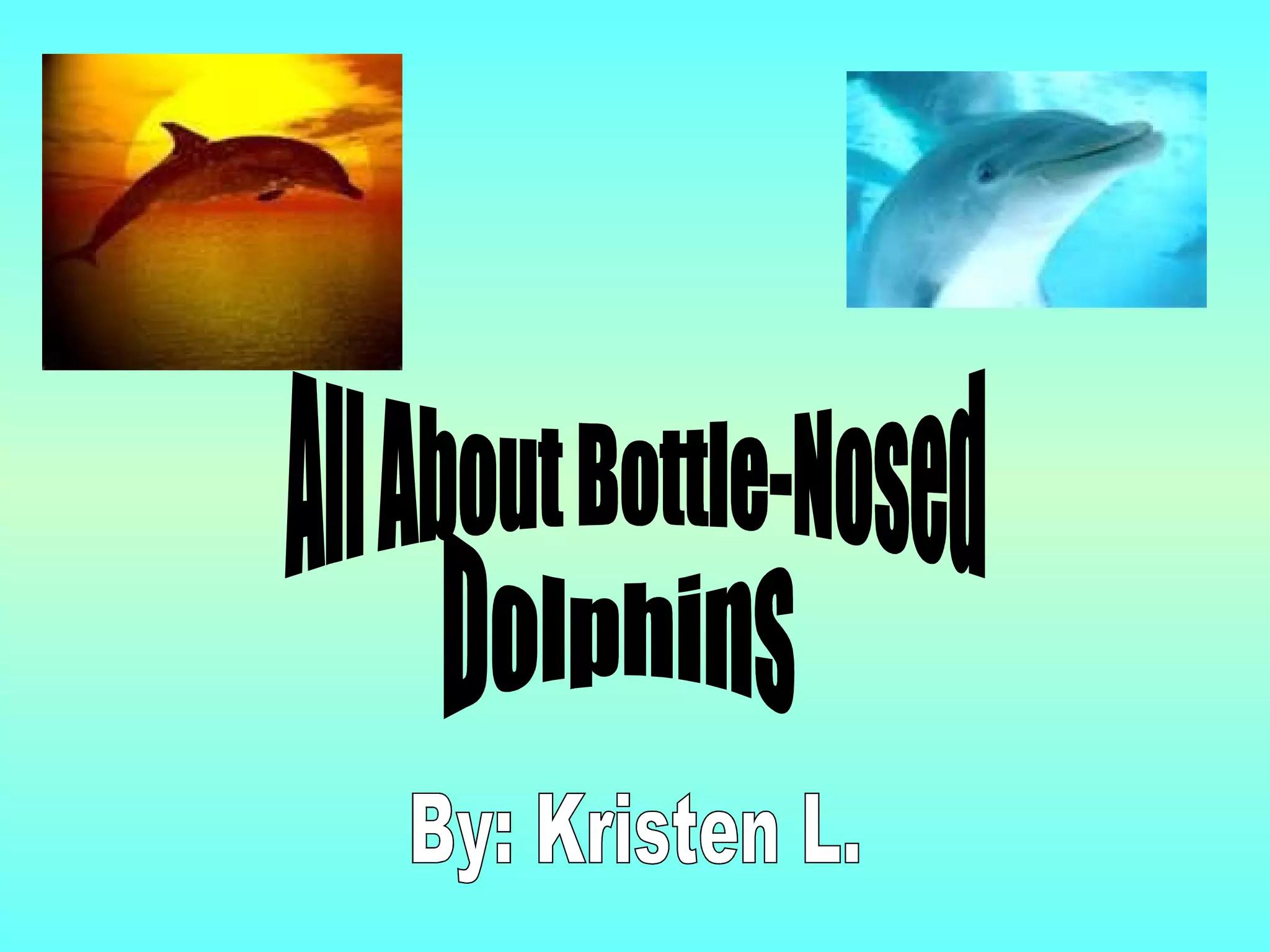 Dolphinspowerpoint | PPT