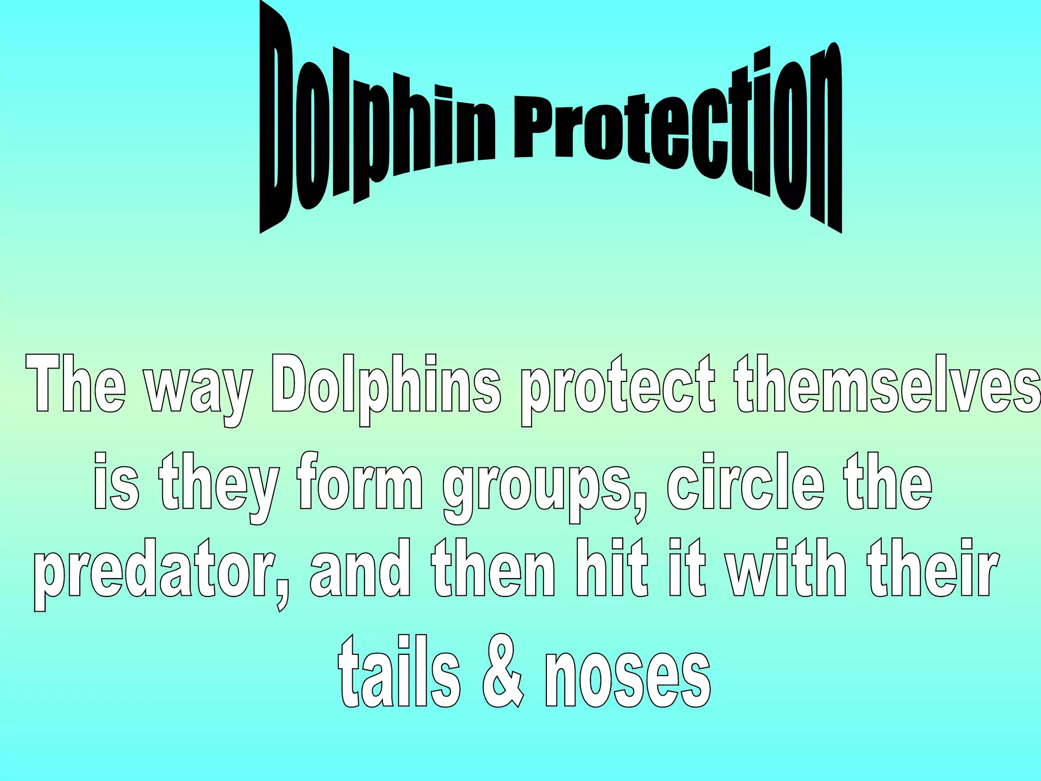 Dolphinspowerpoint | PPT
